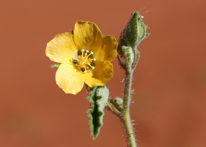 North Queensland Plants - Malvaceae